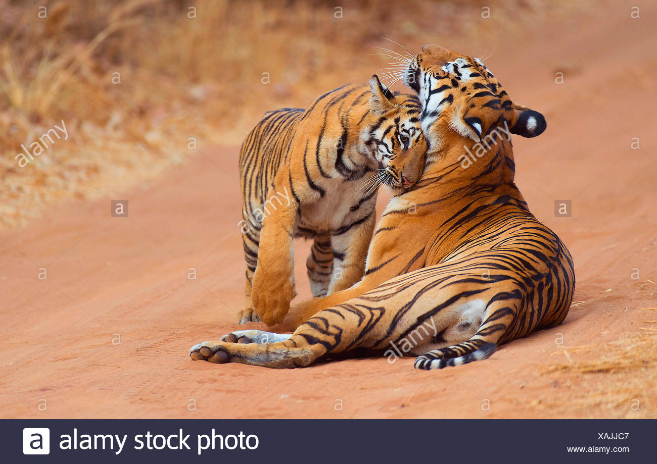 Jungtier High Resolution Stock Photography and Images - Alamy