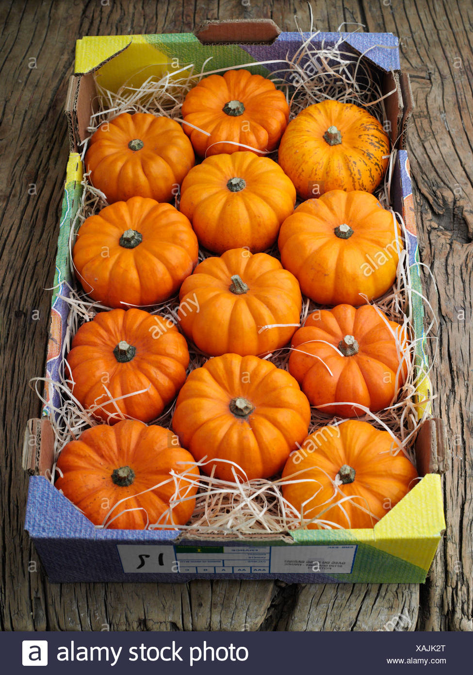 Munchkin Pumpkins High Resolution Stock Photography and Images - Alamy