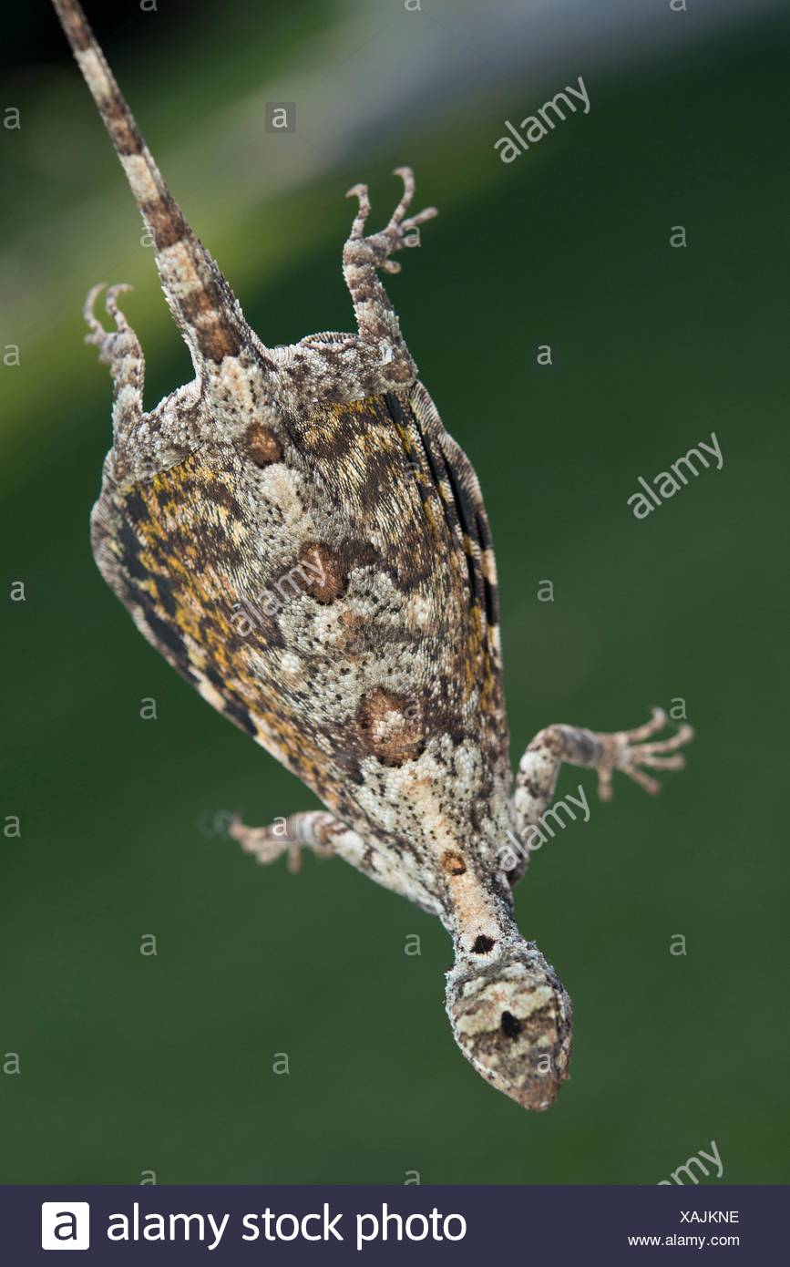 Flying Lizard Asia High Resolution Stock Photography and Images - Alamy