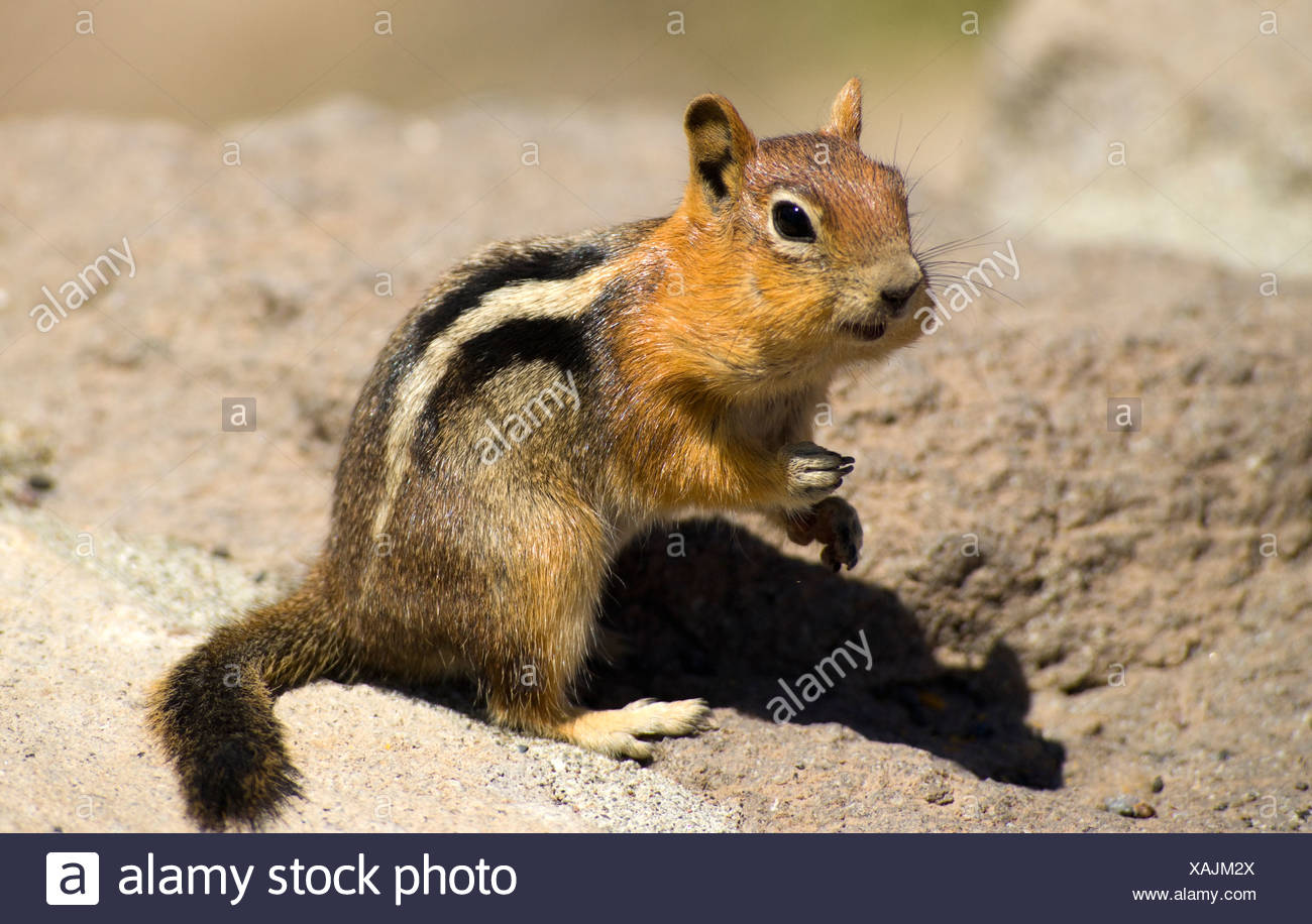 Chipmunk Teeth Stock Photos & Chipmunk Teeth Stock Images - Alamy