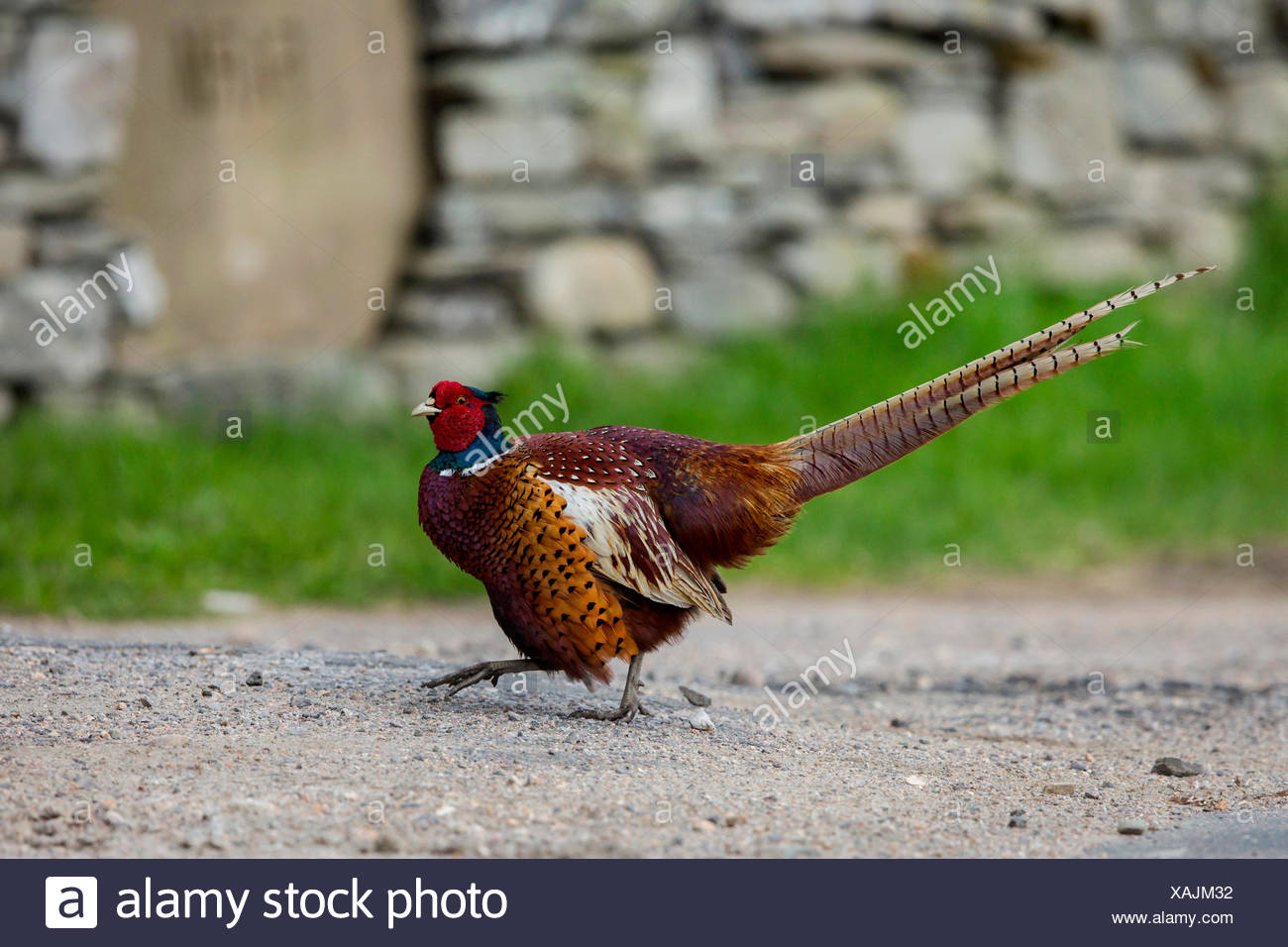 Fasanenartige Stock Photos & Fasanenartige Stock Images - Alamy