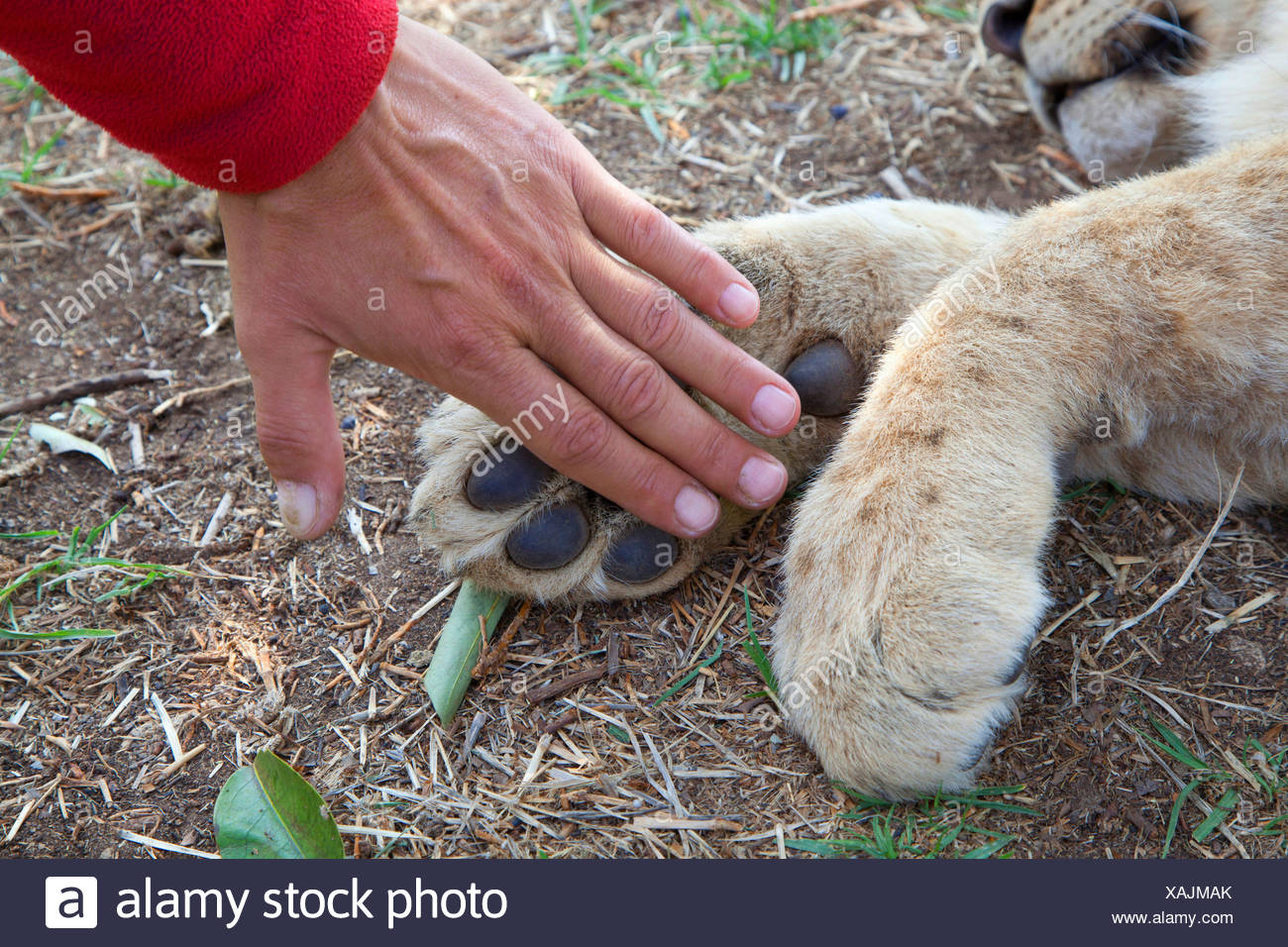Juvenile Sole High Resolution Stock Photography and Images - Alamy