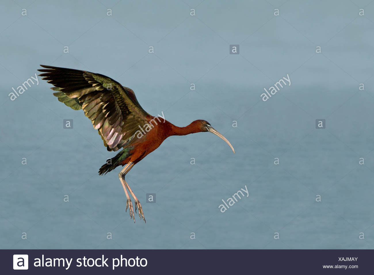 Swept Back Wings High Resolution Stock Photography and Images - Alamy