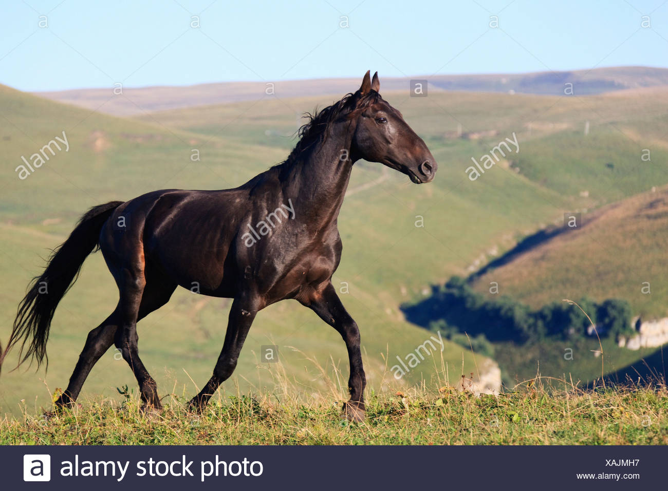 Kabardin Horse High Resolution Stock Photography and Images - Alamy