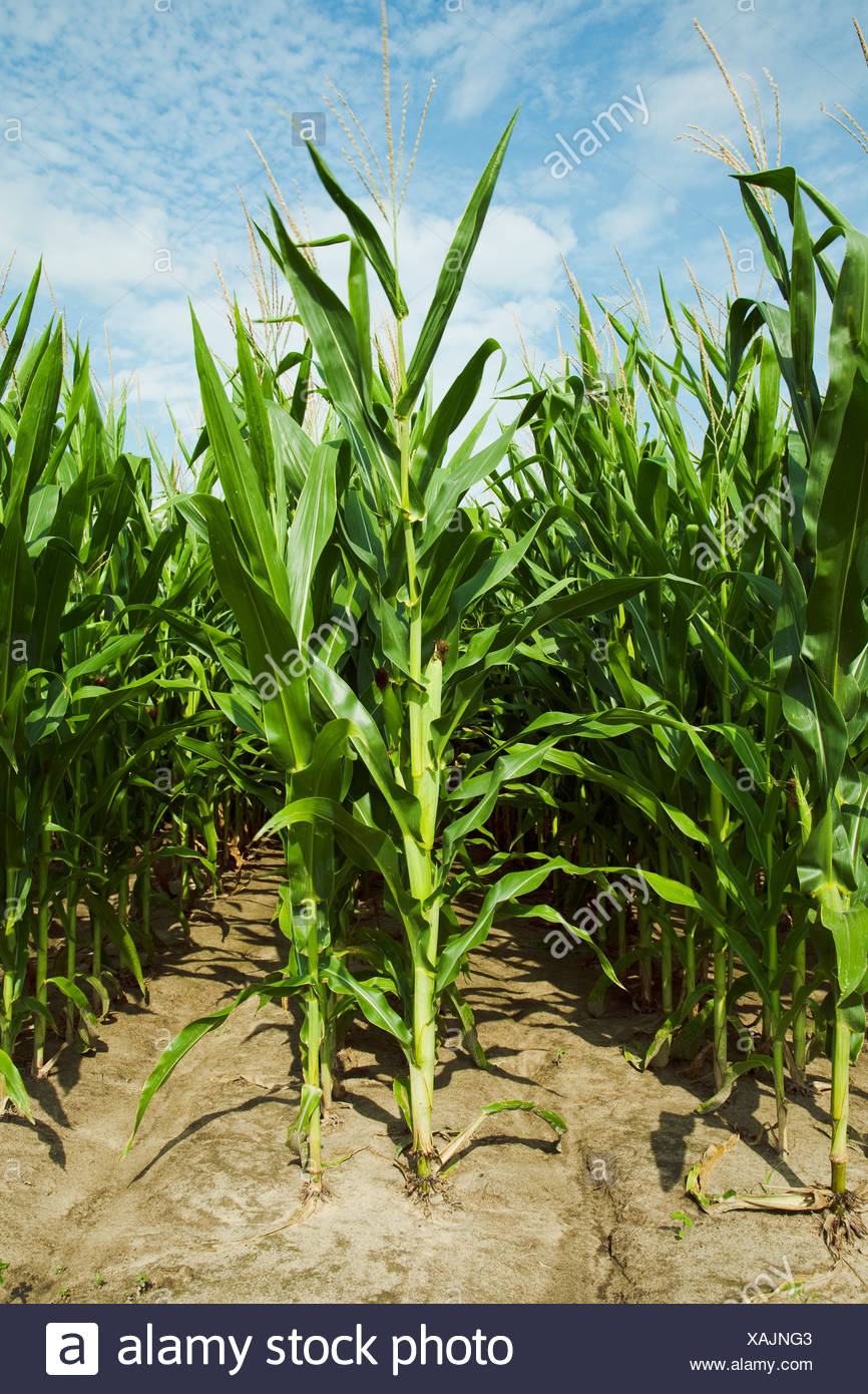 Ears Corn On Corn Stalks High Resolution Stock Photography and Images ...