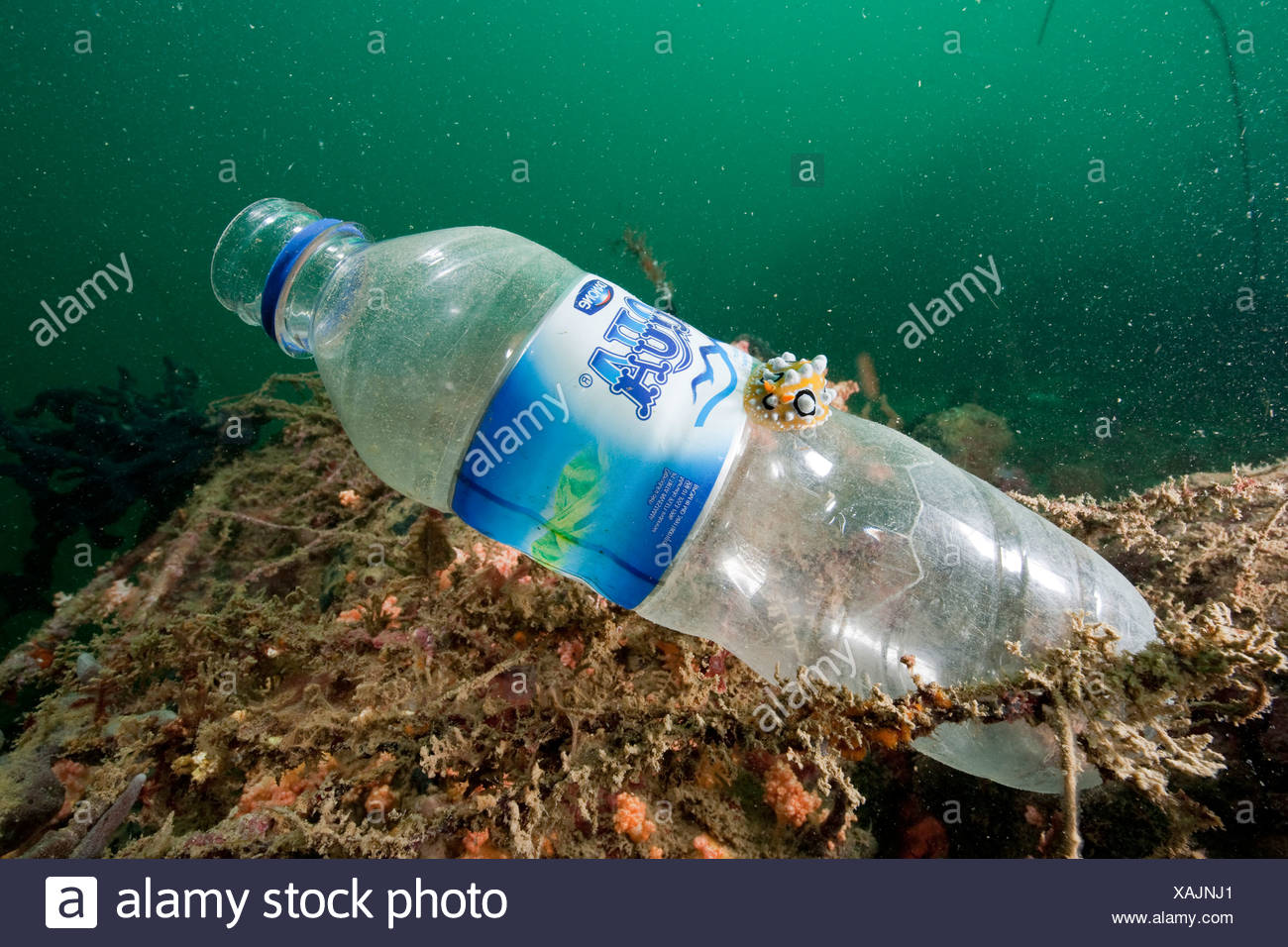 Plastic Snails High Resolution Stock Photography and Images - Alamy