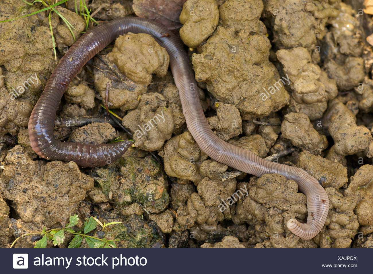 Lumbricidae Sp High Resolution Stock Photography and Images - Alamy