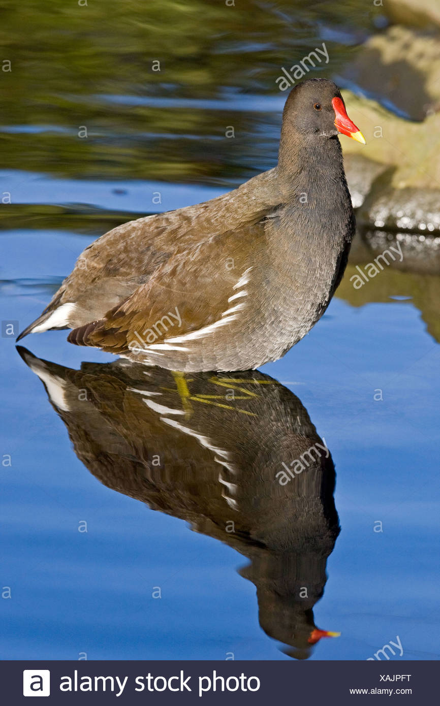 Swamp Chicken Stock Photos & Swamp Chicken Stock Images - Alamy
