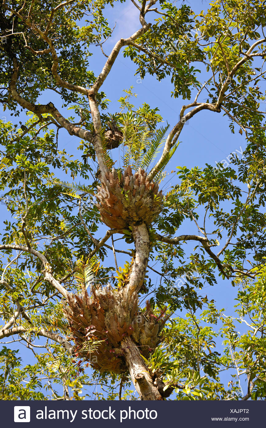 Fern Basket High Resolution Stock Photography and Images - Alamy