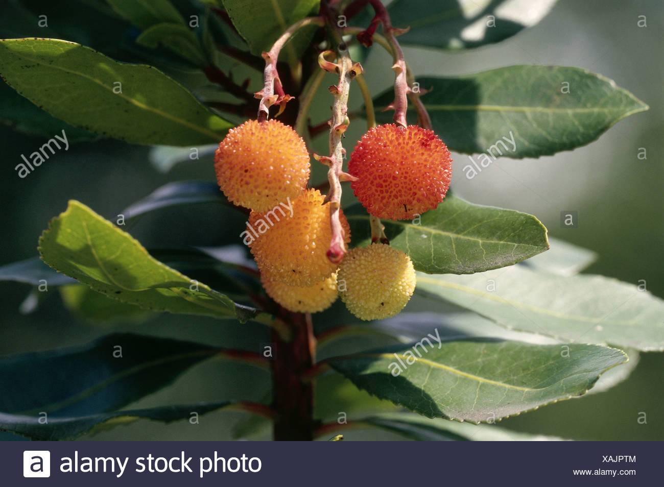Fruits Strawberry Tree High Resolution Stock Photography and Images - Alamy