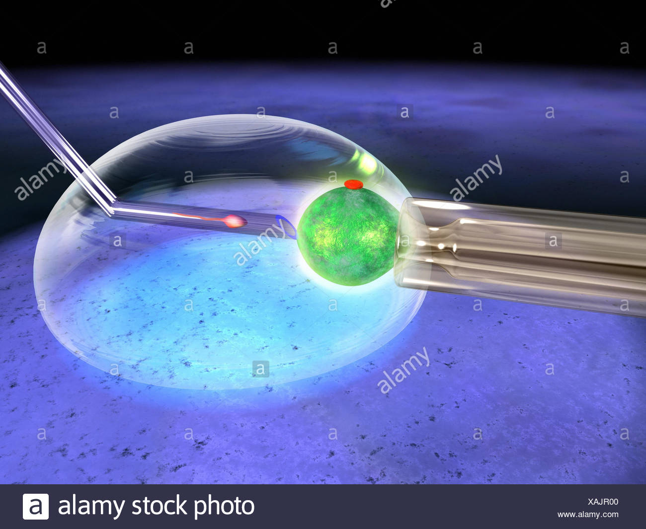 Artificial Fecundation High Resolution Stock Photography and Images - Alamy