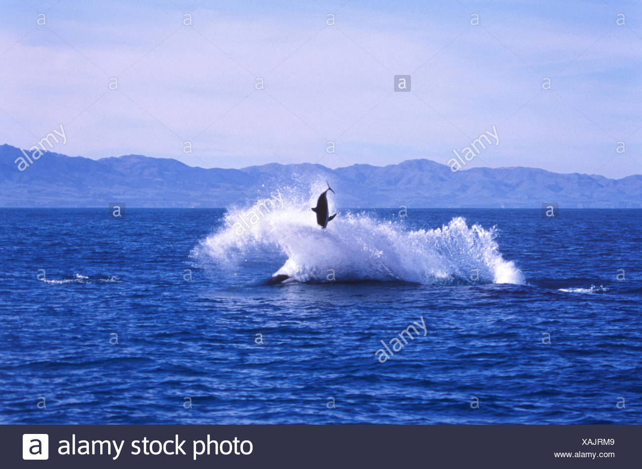 Orca New Zealand High Resolution Stock Photography and Images - Alamy