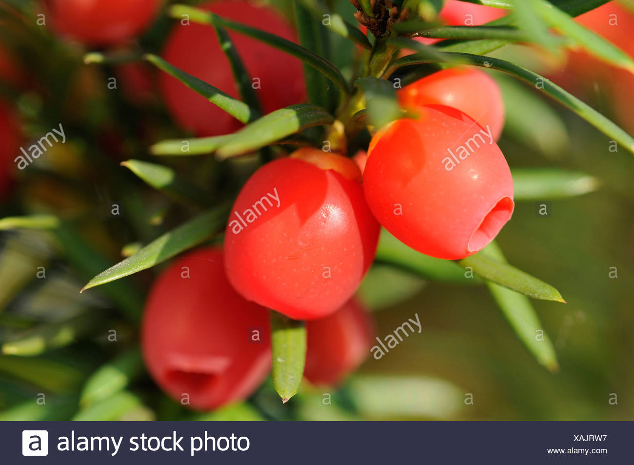 Seeds Of Yew Stock Photos & Seeds Of Yew Stock Images - Alamy