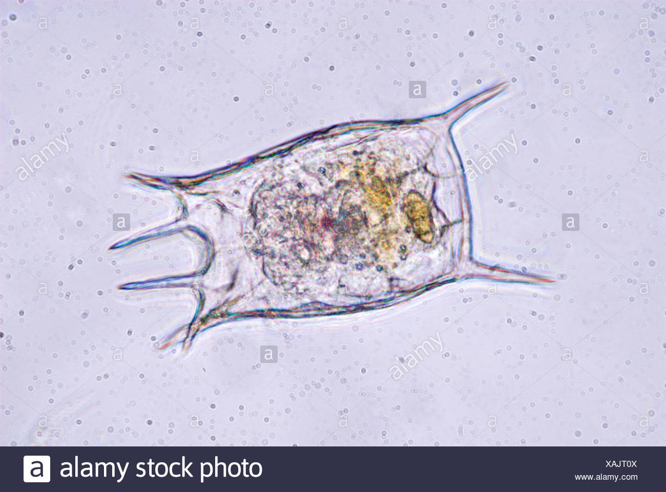 Rotifer Stock Photos & Rotifer Stock Images - Alamy