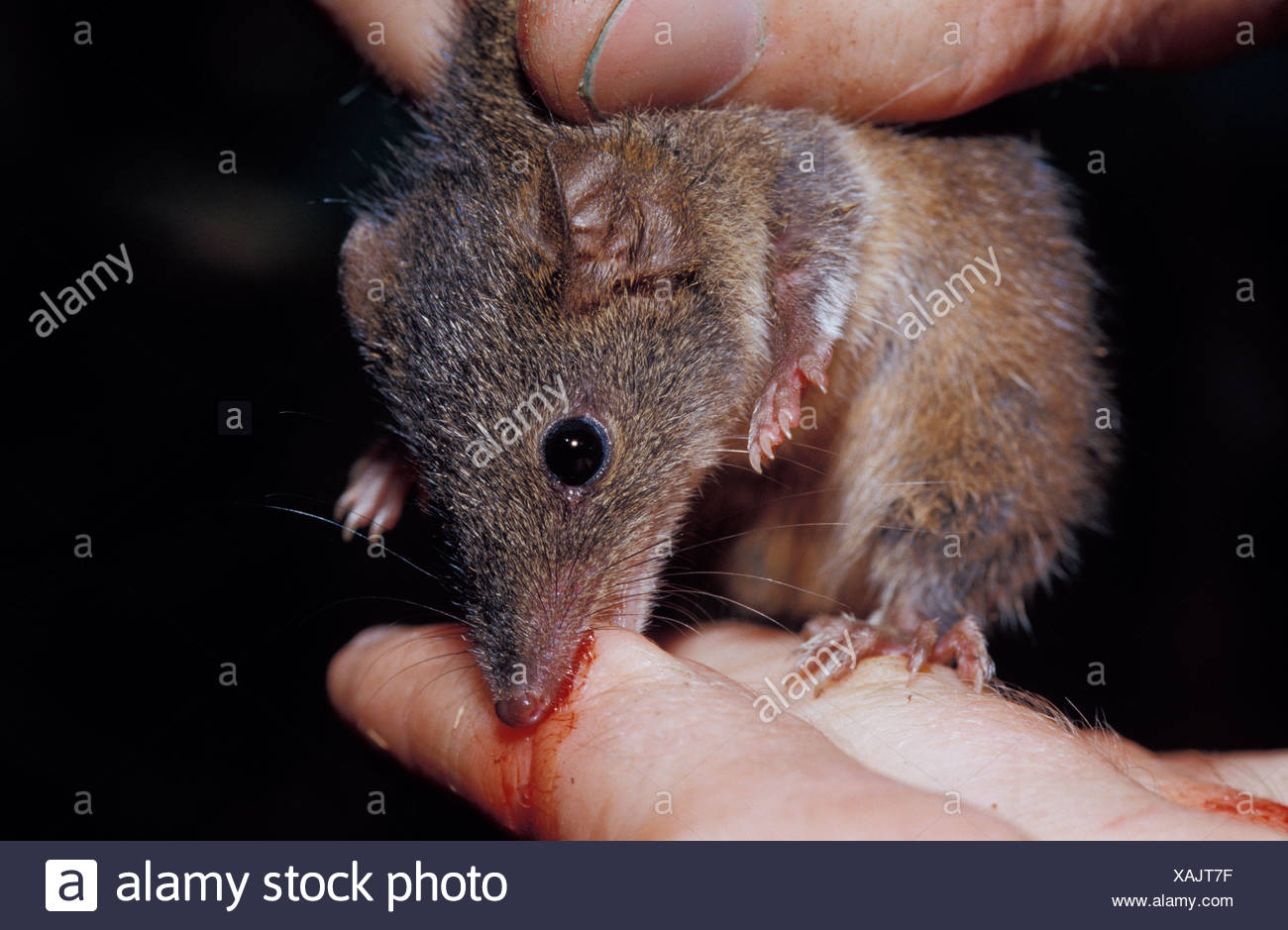 Antechinus High Resolution Stock Photography and Images - Alamy