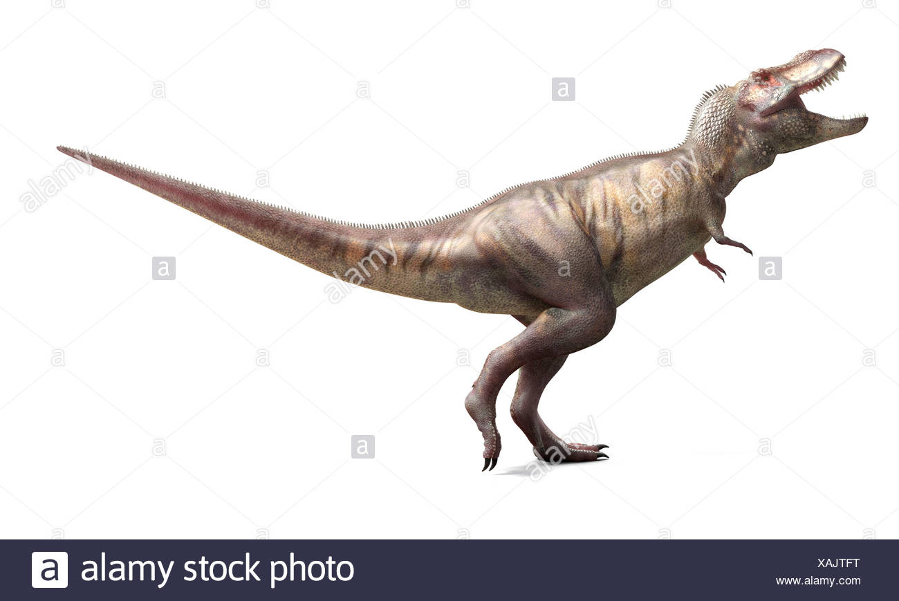 Side View Tyrannosaurus Rex Dinosaur High Resolution Stock Photography ...