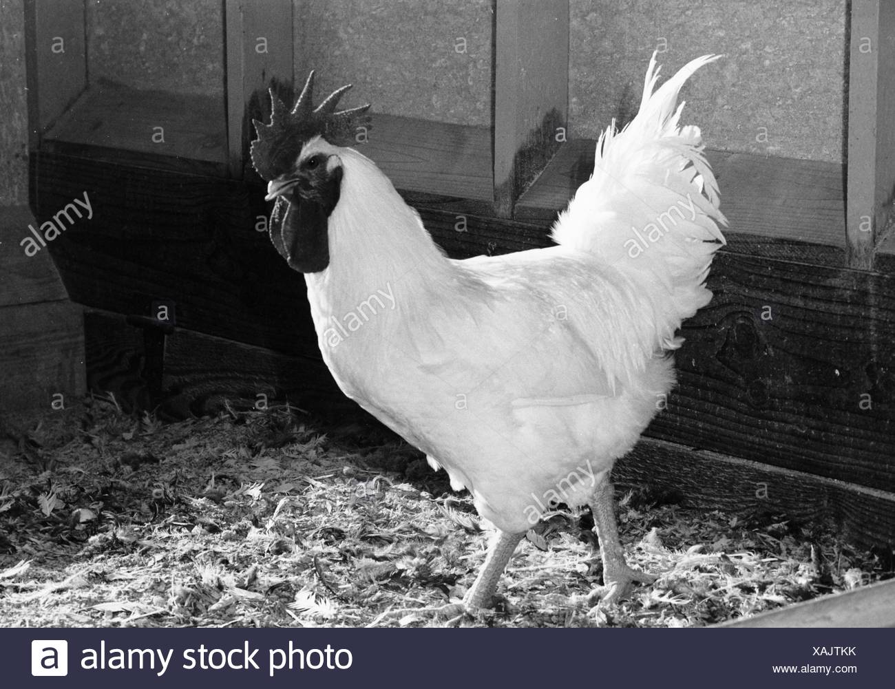 Strutting Rooster High Resolution Stock Photography and Images - Alamy