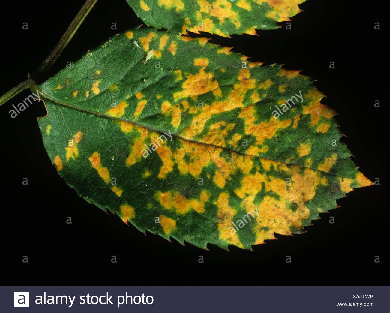 Rose Rust Phragmidium Mucronatum Lesions High Resolution Stock ...