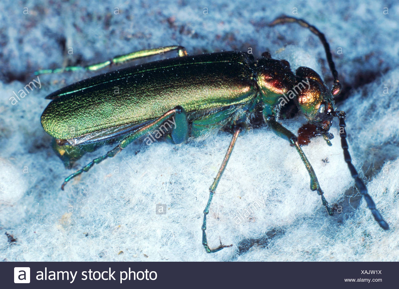 Spanish Fly Insect Stock Photos & Spanish Fly Insect Stock Images - Alamy
