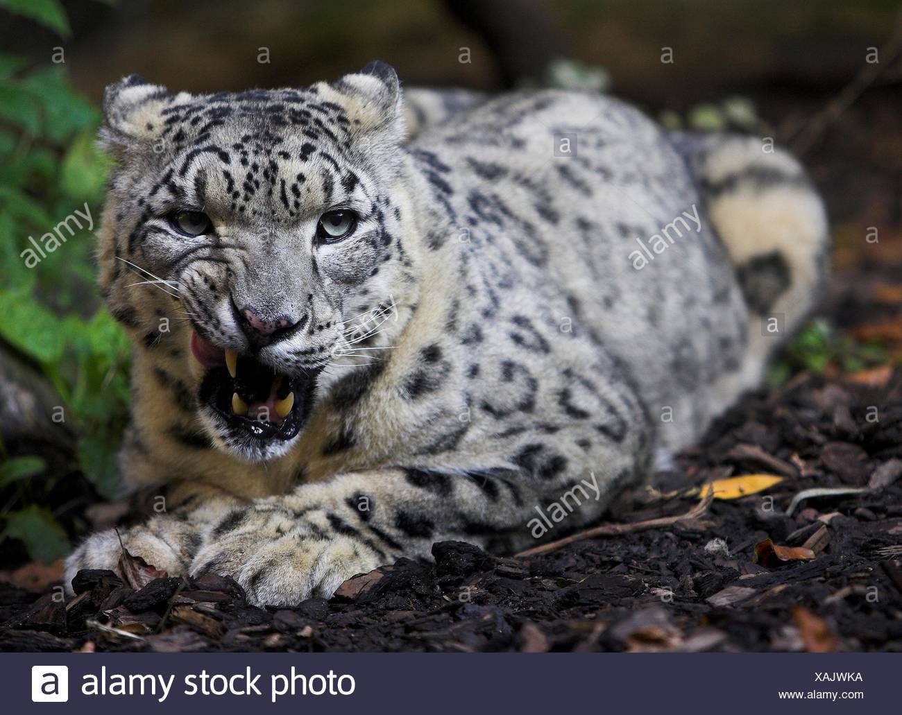 Leopard Aggressive Stock Photos & Leopard Aggressive Stock Images - Alamy