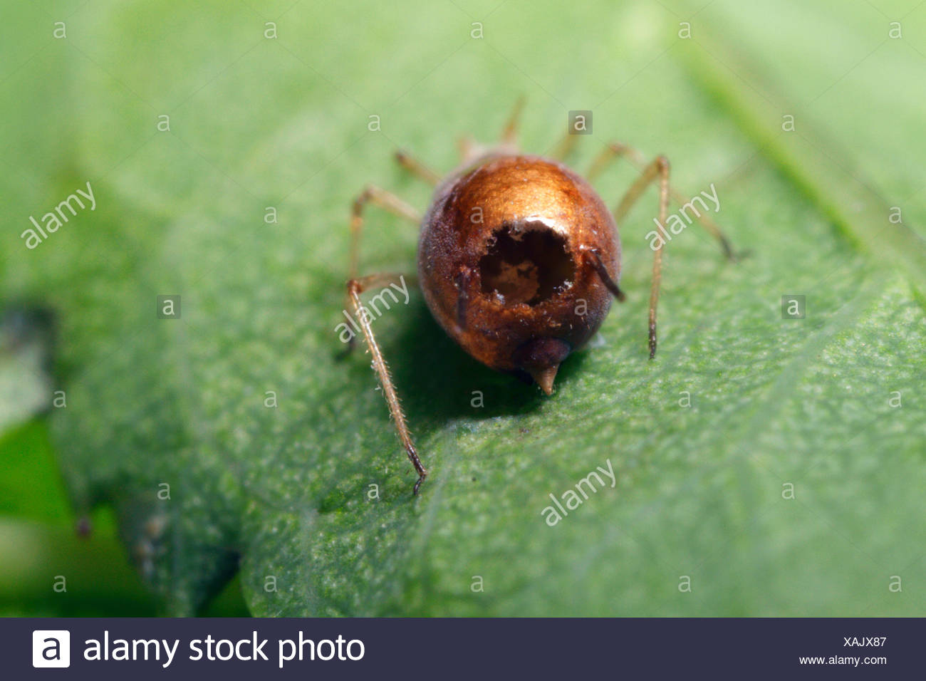 Aphidius Stock Photos & Aphidius Stock Images - Alamy