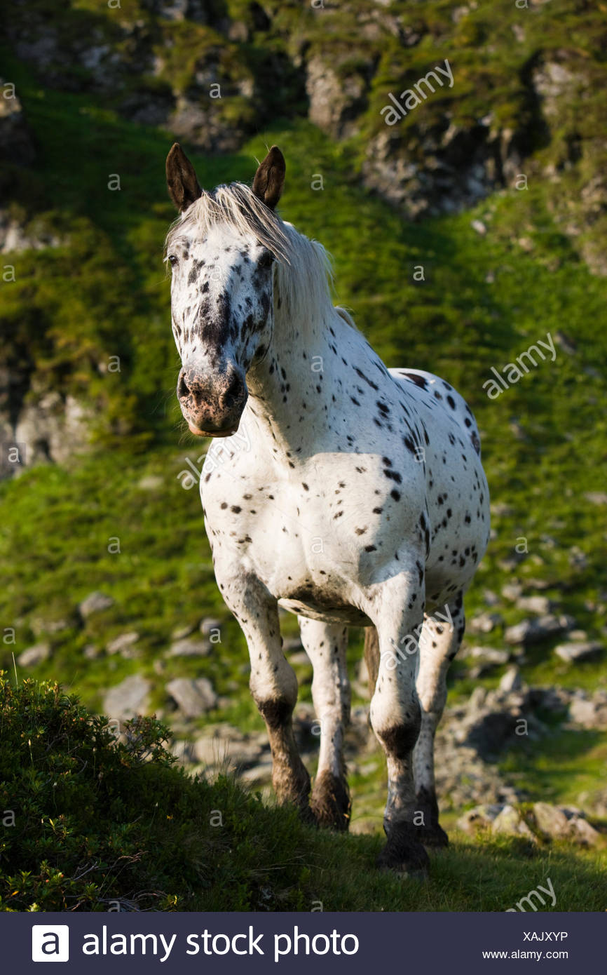 Noriker Stock Photos & Noriker Stock Images - Alamy