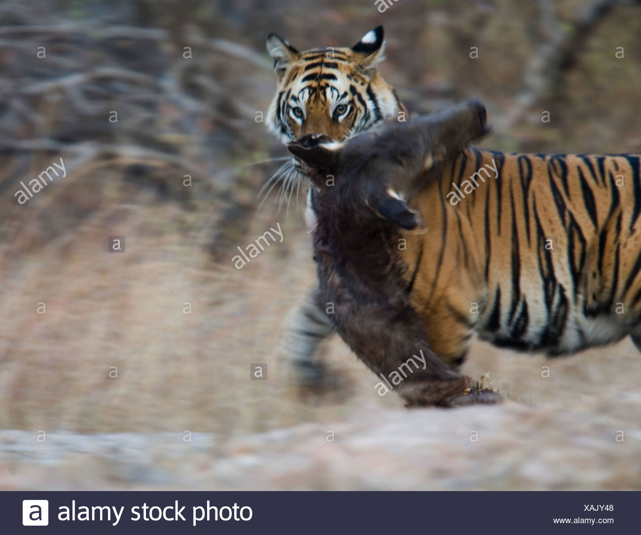 Tiger Eating Prey Stock Photos & Tiger Eating Prey Stock Images - Alamy
