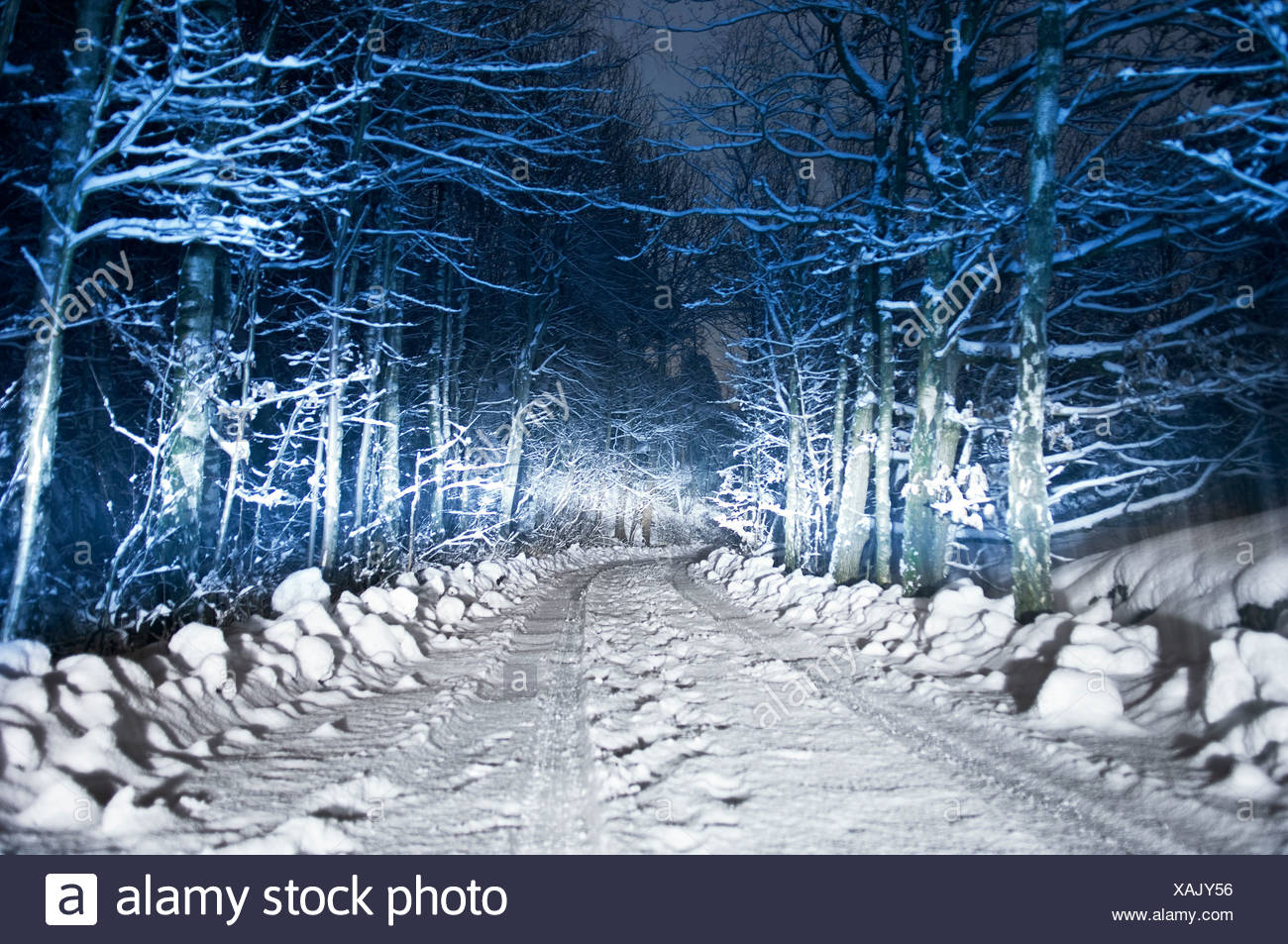 Night Forest Road Stock Photos & Night Forest Road Stock Images - Alamy