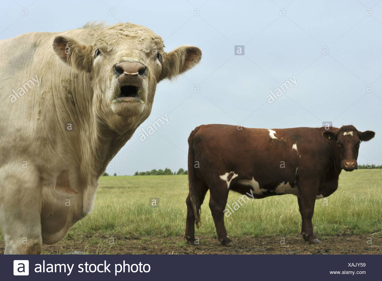 Bellowing Cow High Resolution Stock Photography and Images - Alamy