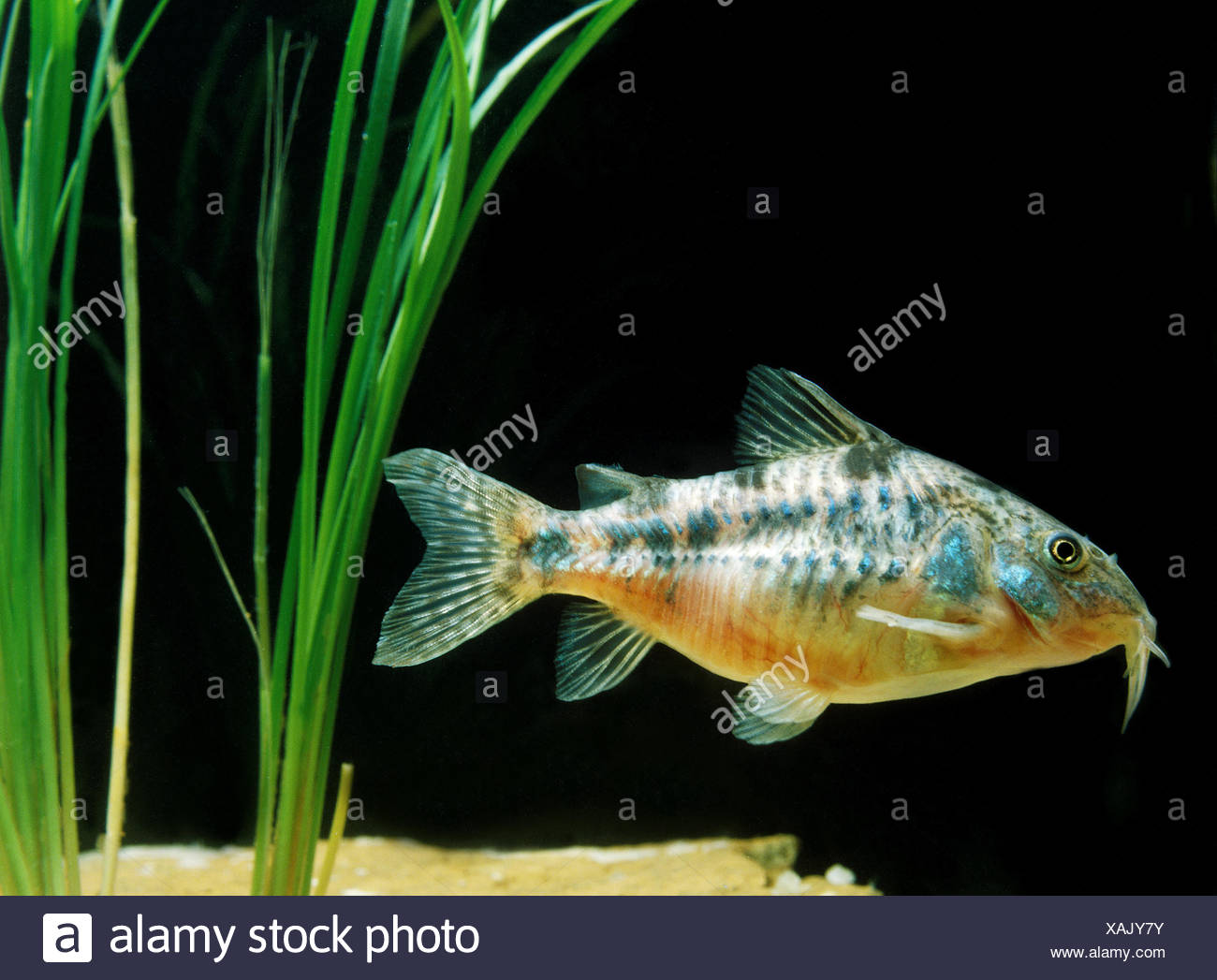 Aeneus Catfish Corydoras High Resolution Stock Photography and Images ...