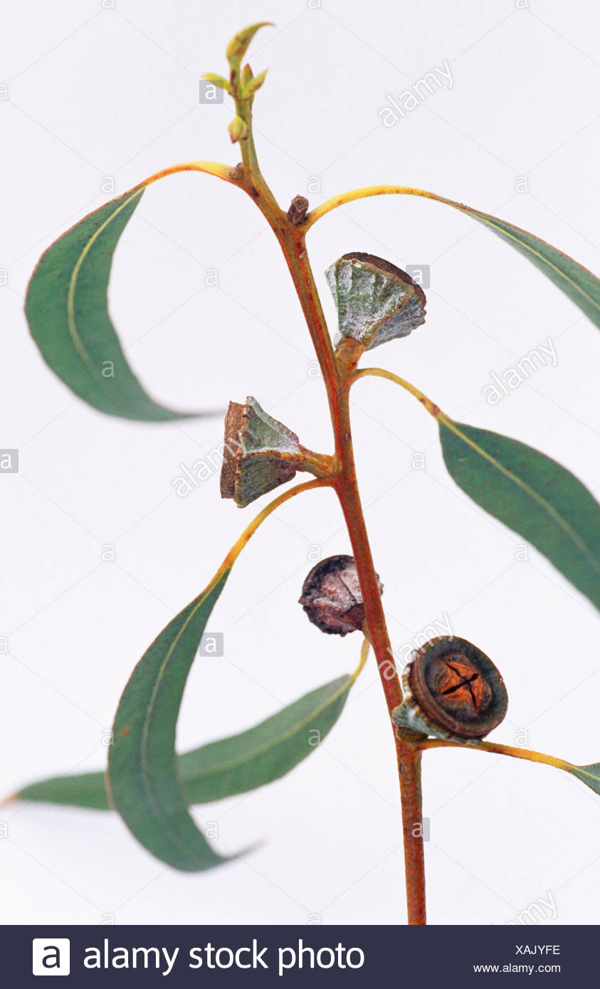 Tasmanian Blue Gum Stock Photos & Tasmanian Blue Gum Stock Images - Alamy