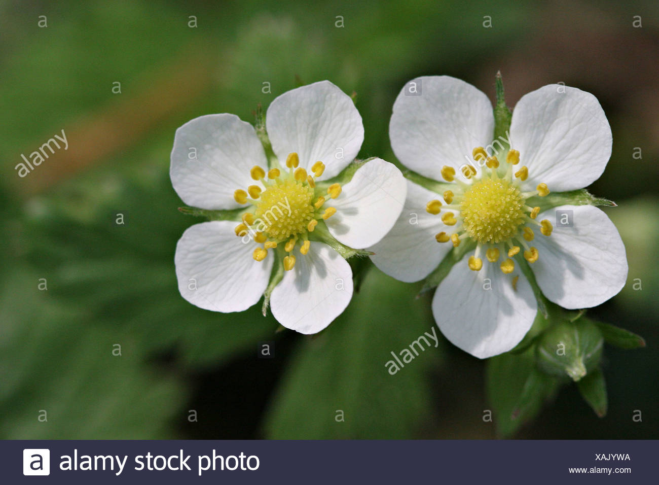 Strawberries Fragaria Sp Stock Photos & Strawberries Fragaria Sp Stock ...