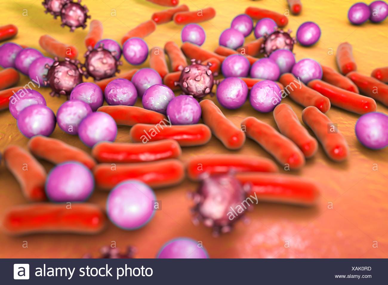 Bacterial Shapes High Resolution Stock Photography and Images - Alamy