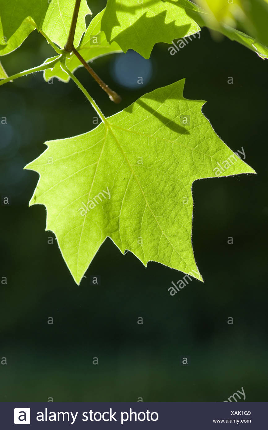 London Plane Tree Leaf Stock Photos & London Plane Tree Leaf Stock ...