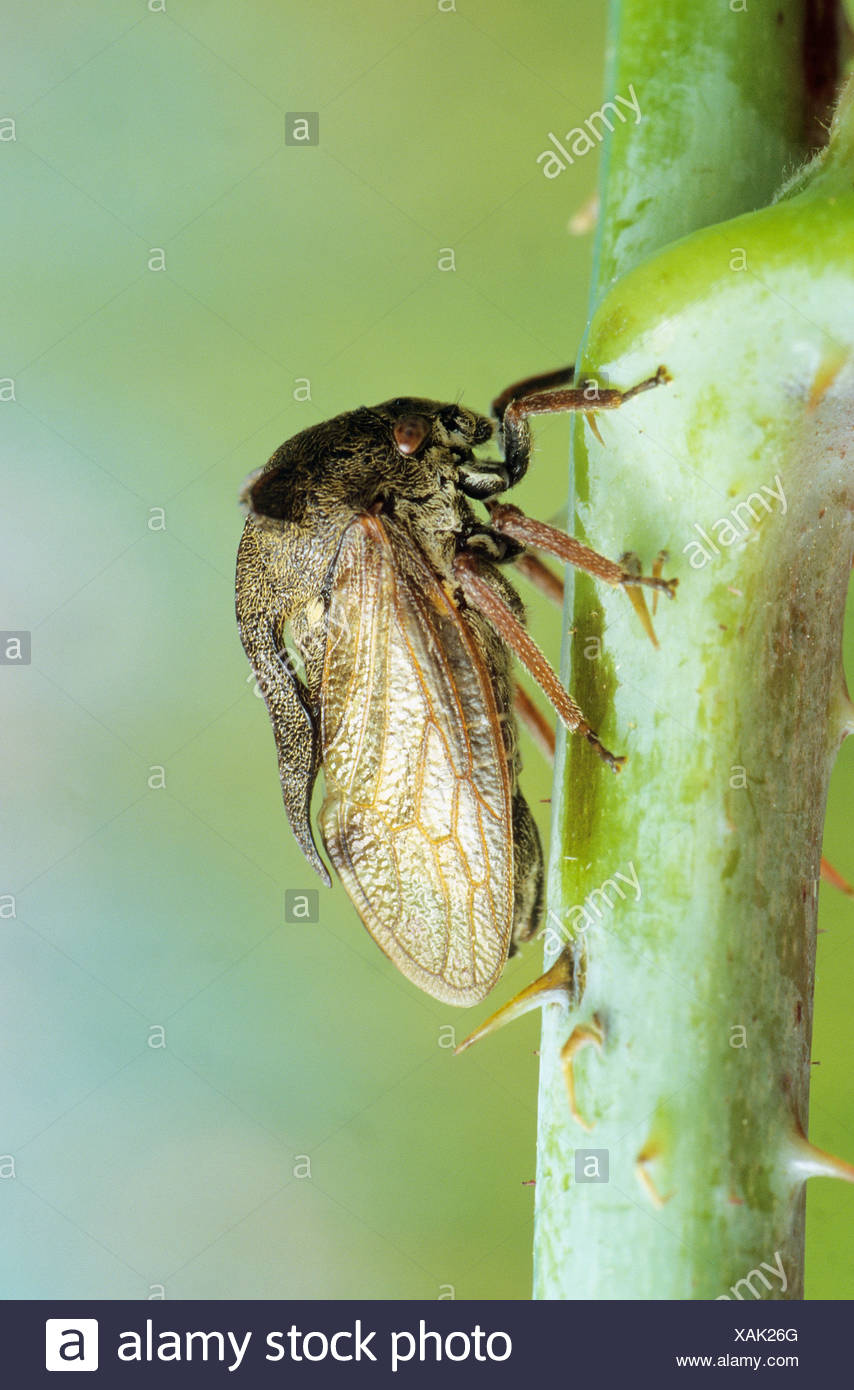 Treehoppers High Resolution Stock Photography and Images - Alamy
