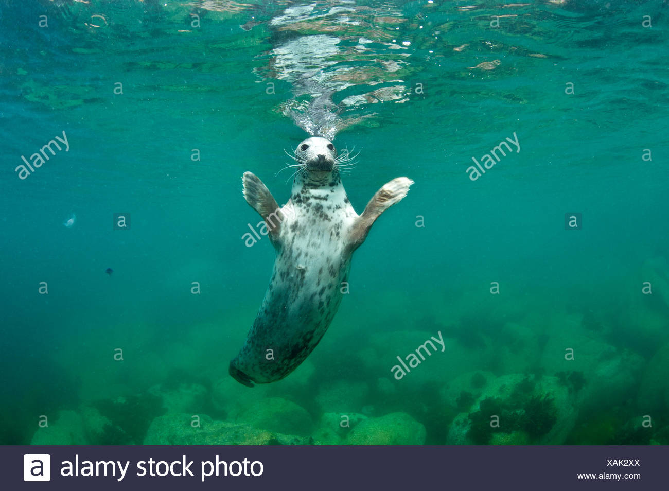 Atlantic Grey Seals Underwater High Resolution Stock Photography and ...