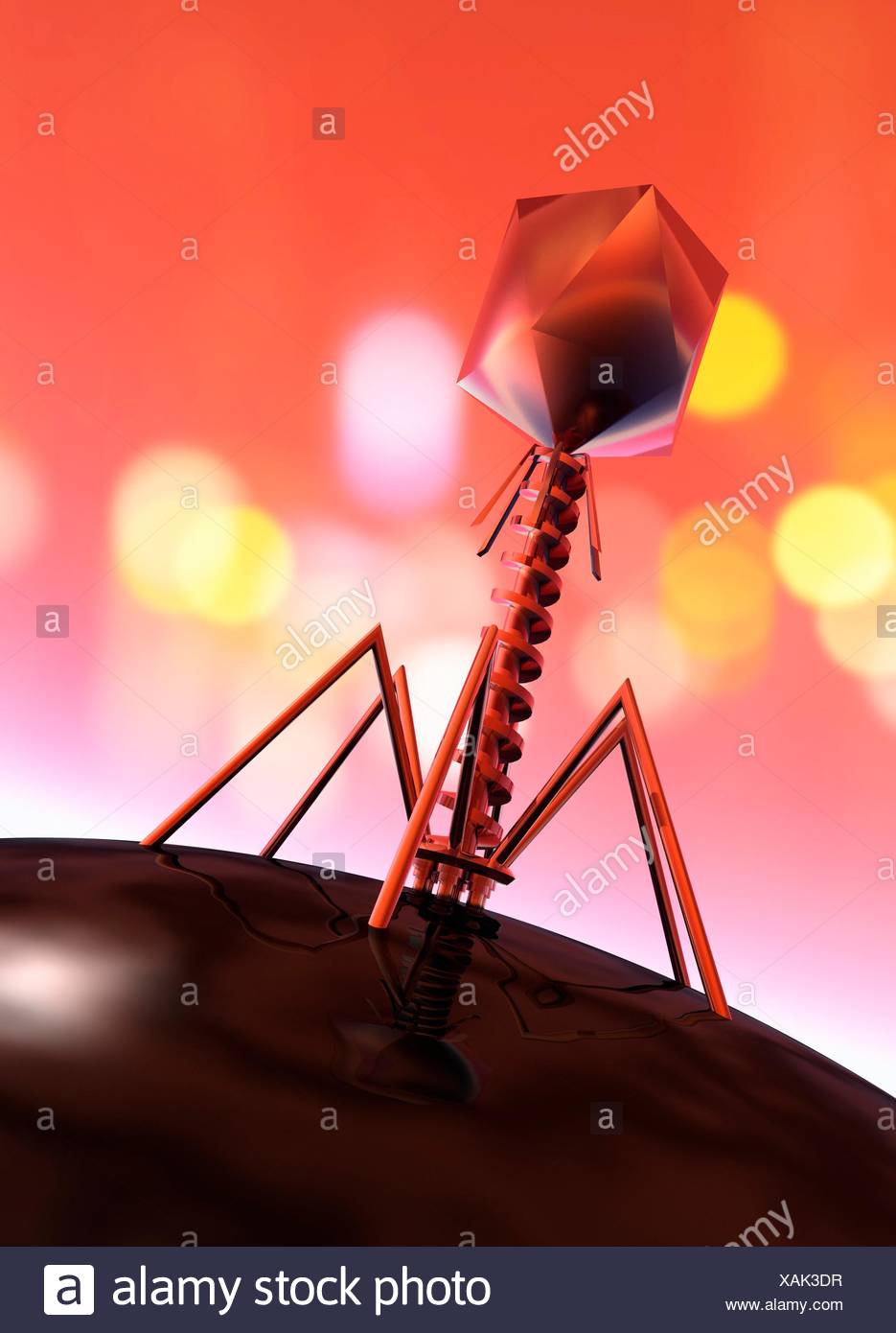 Phage Stock Photos & Phage Stock Images - Alamy