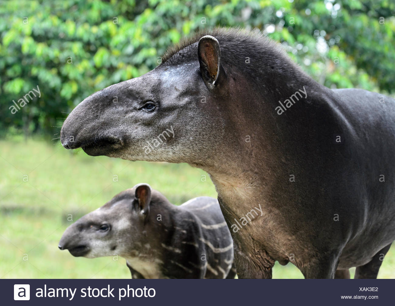 Tapiridae Stock Photos & Tapiridae Stock Images - Alamy