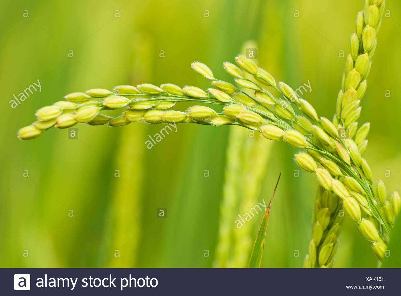 Rice Paddy Stock Photos & Rice Paddy Stock Images - Alamy