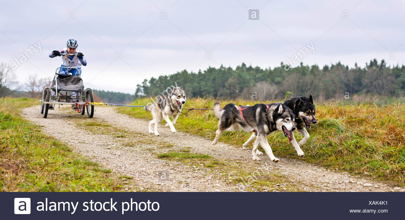 Dog Pulling Cart High Resolution Stock Photography and Images - Alamy
