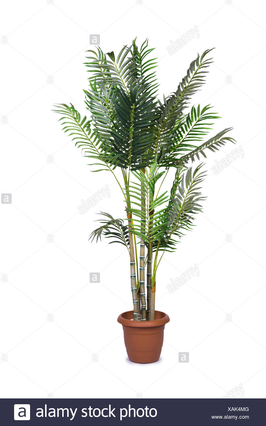 Kentia Areca Palm High Resolution Stock Photography and Images - Alamy