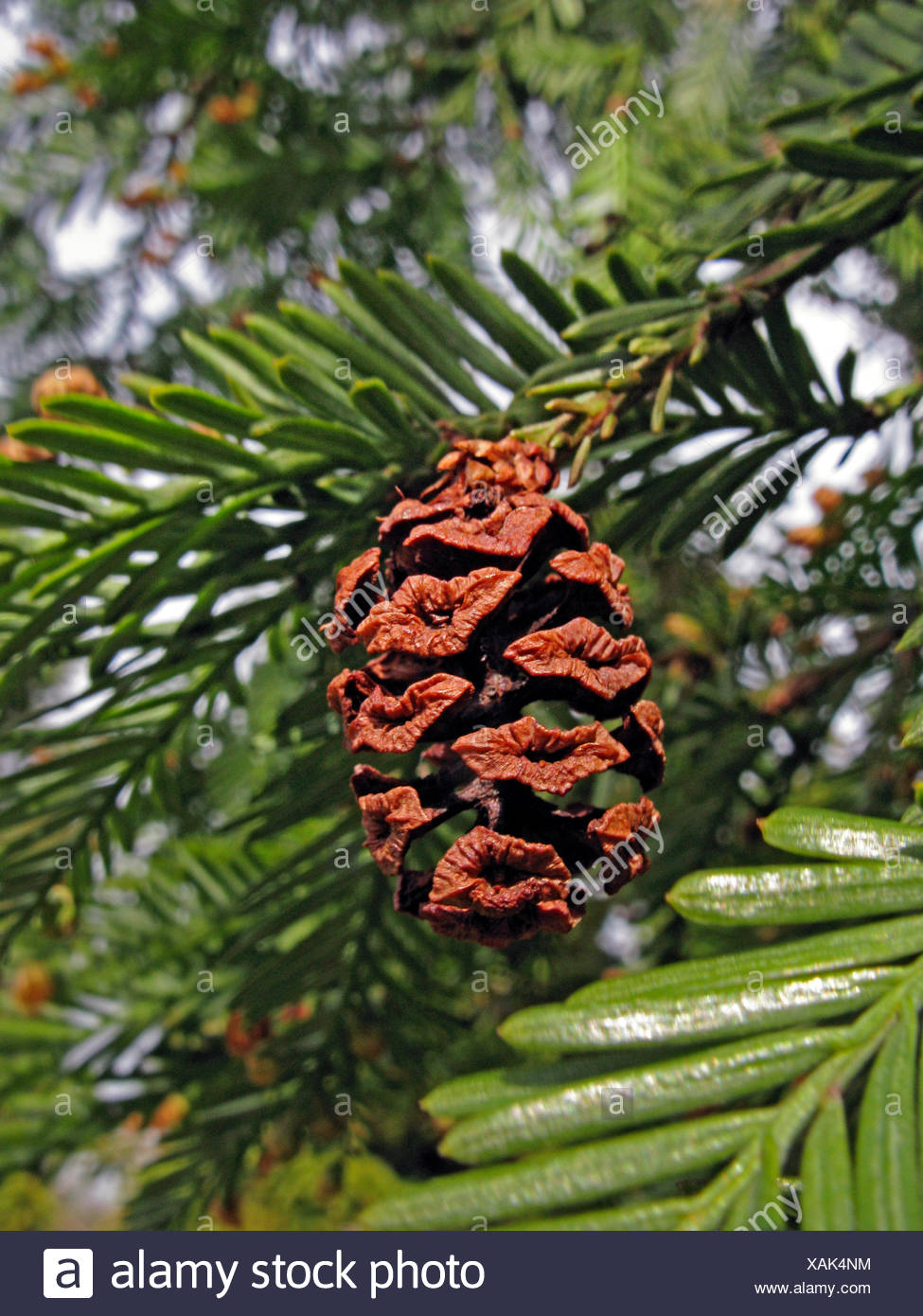 Redwood Cones Stock Photos & Redwood Cones Stock Images - Alamy