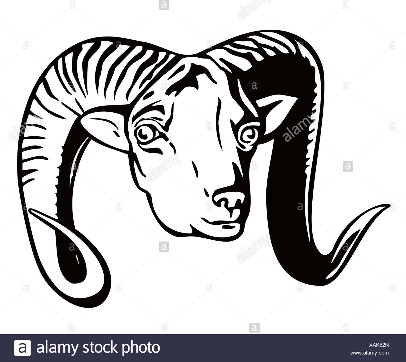 Argali Sheep Stock Photos & Argali Sheep Stock Images - Alamy