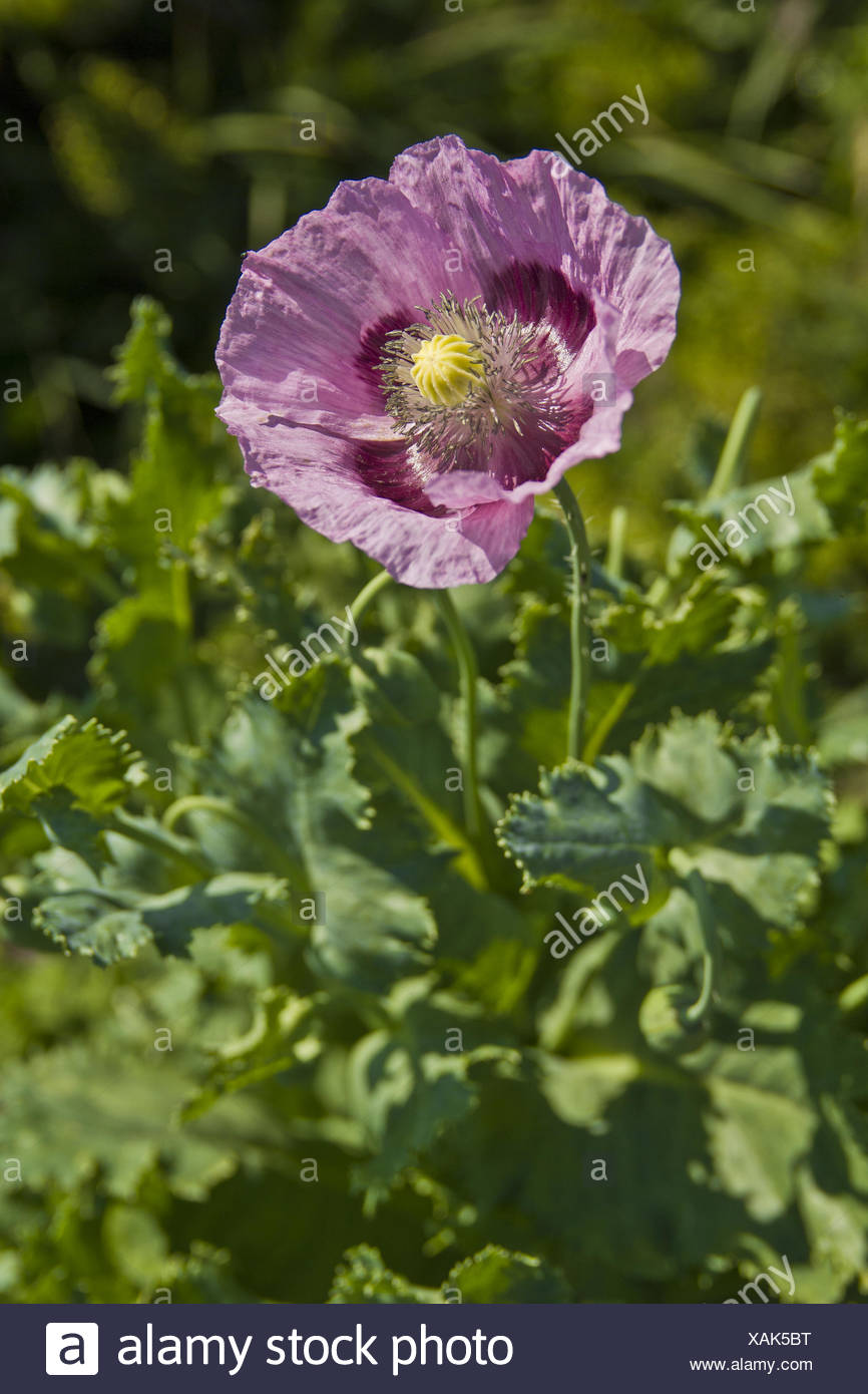 Ornamental Poppy High Resolution Stock Photography and Images - Alamy
