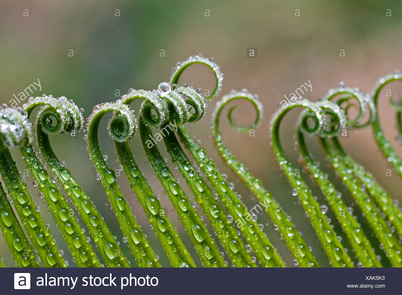 Fern Plant Curling Stock Photos & Fern Plant Curling Stock Images - Alamy