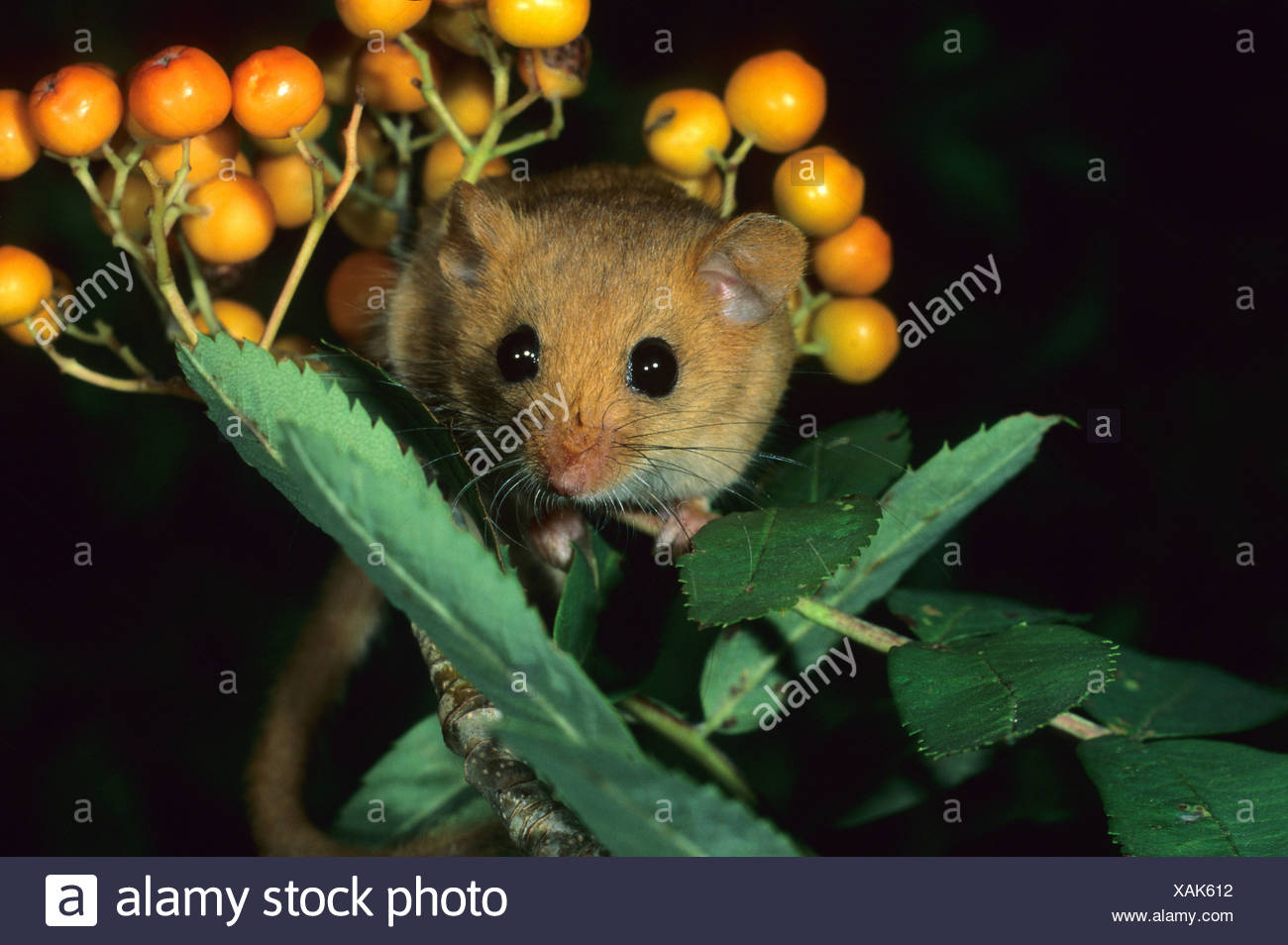 Haselmaus Hazel Dormouse Muscardinus Avellanarius High Resolution Stock ...