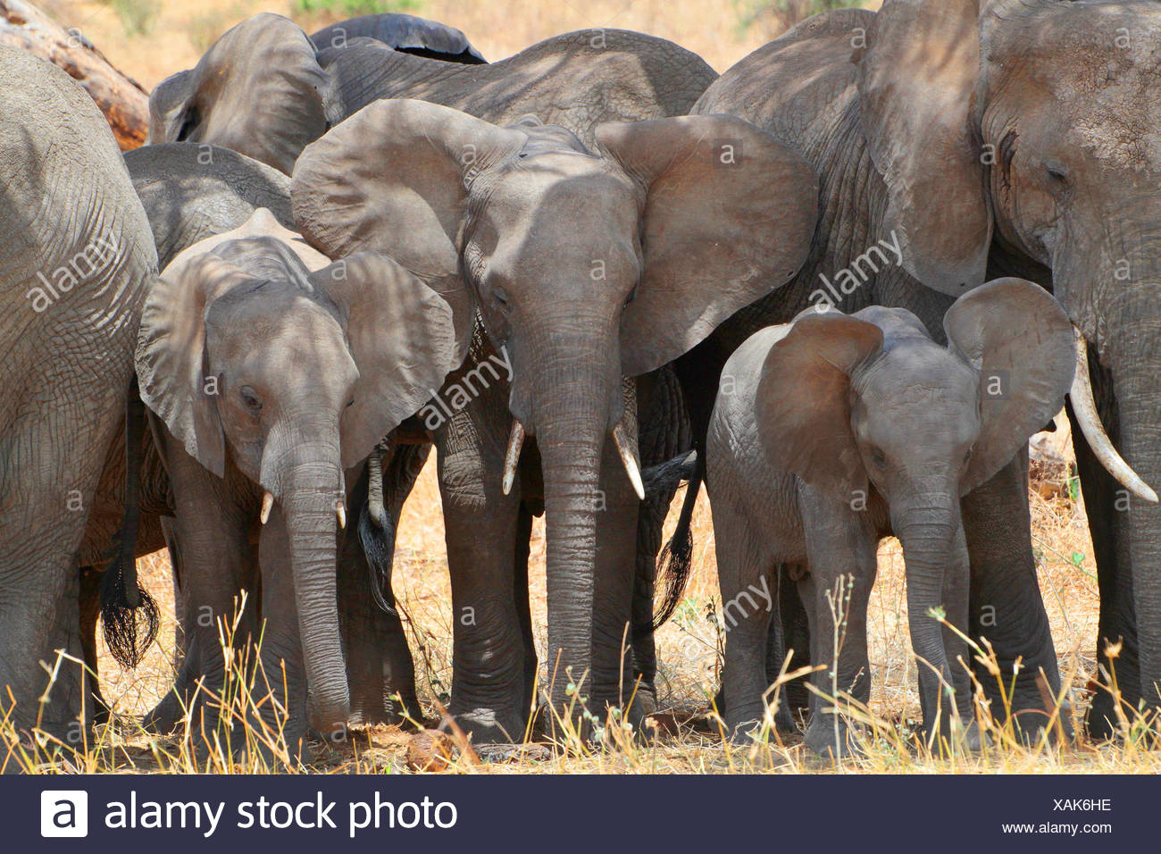 Elephant Protection High Resolution Stock Photography and Images - Alamy
