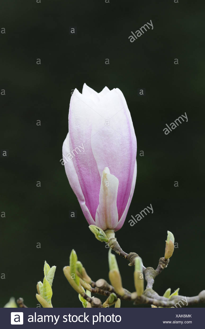Magnolia Liliiflora High Resolution Stock Photography and Images - Alamy