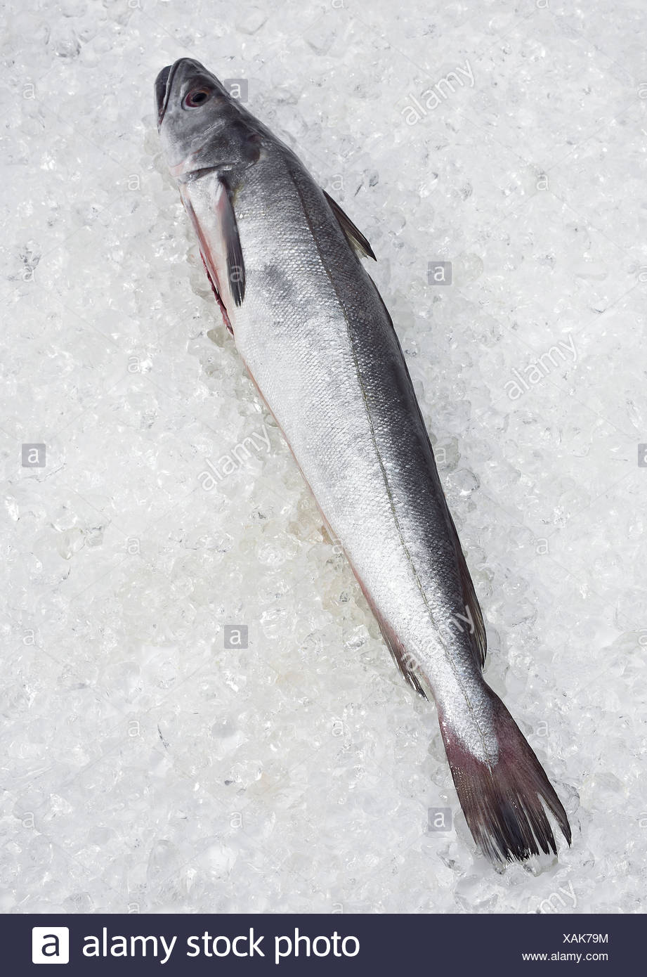 Hakes Fish High Resolution Stock Photography and Images - Alamy