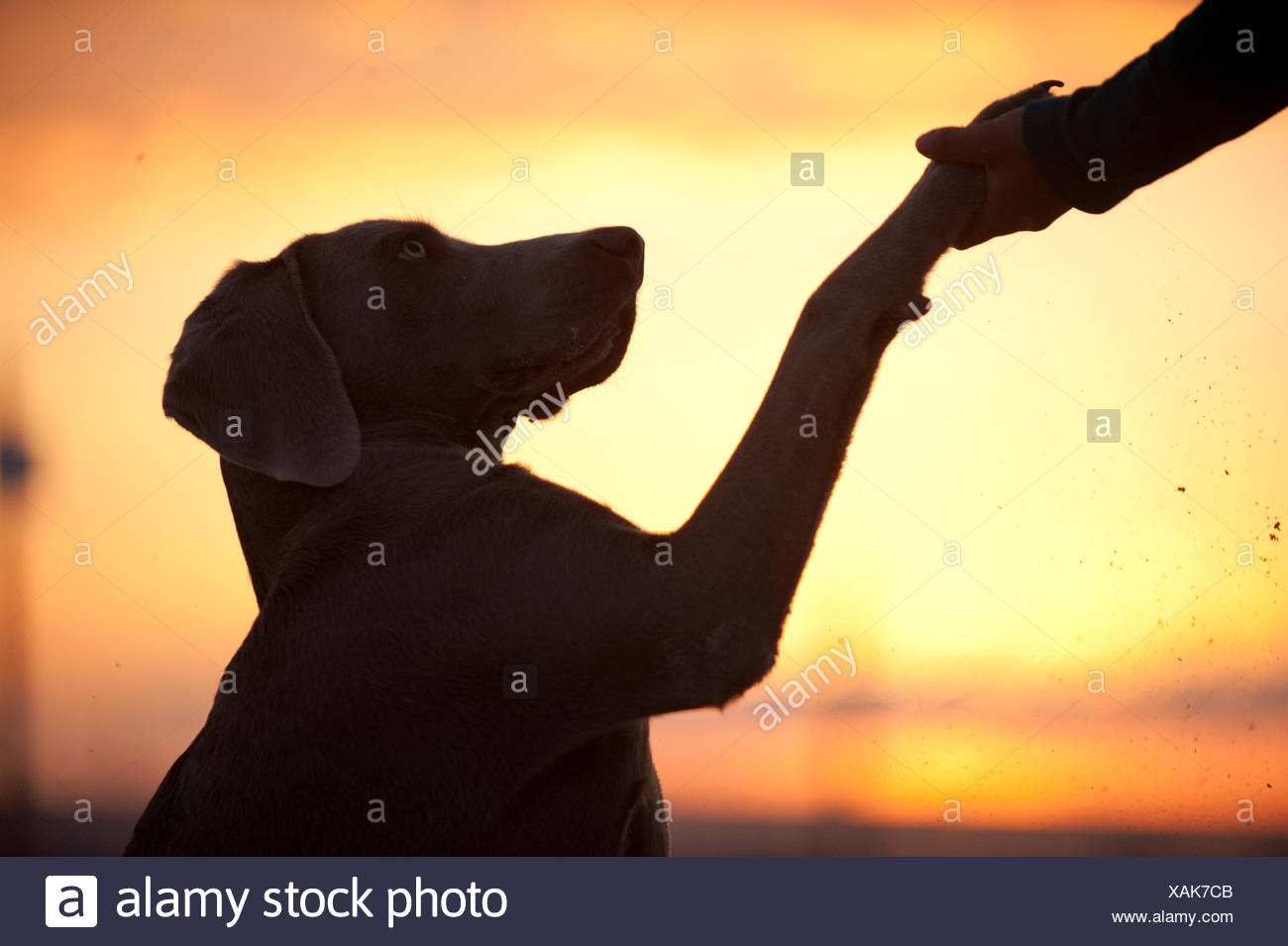 Dog Paw Hand High Resolution Stock Photography and Images - Alamy